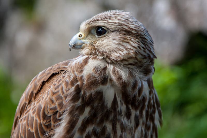Falco immagine stock. Immagine di fuoco, becco, osservare - 47567403