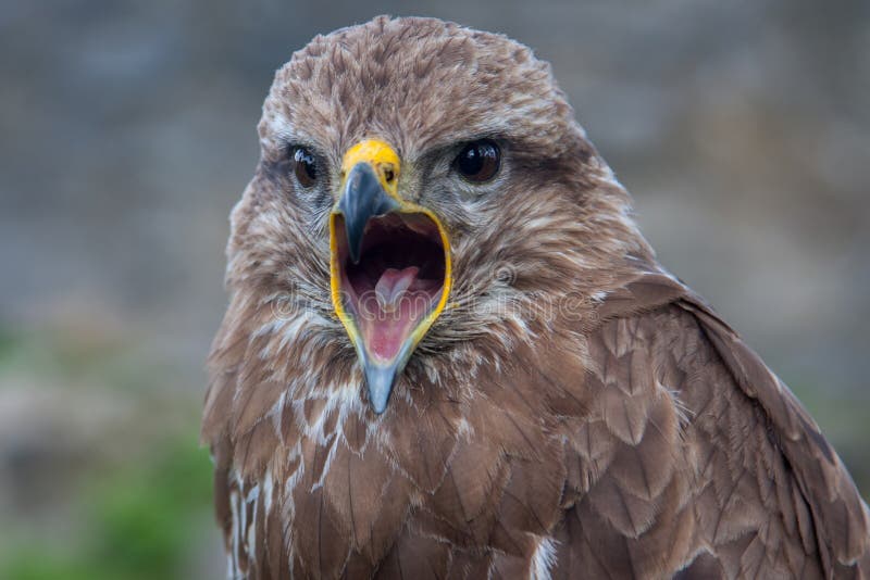 Falco fotografia stock. Immagine di messo, appollaiato - 47567524
