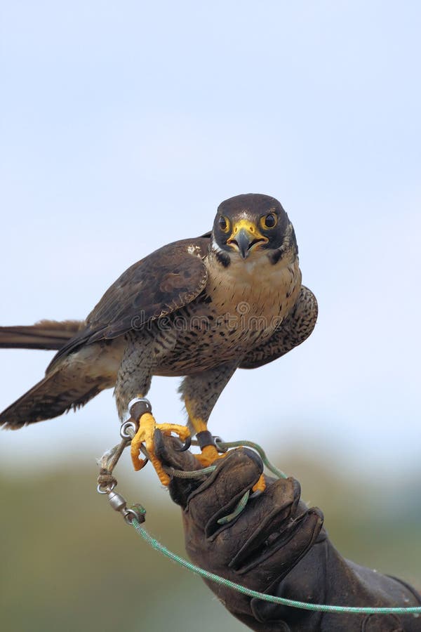 Falco fotografia stock. Immagine di preda, carnivoro - 64033776