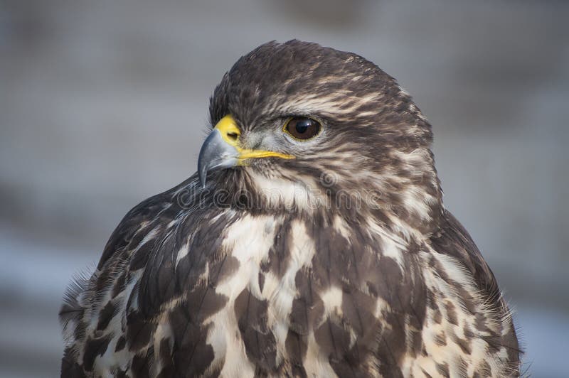 Falco fotografia stock. Immagine di piuma, pilastro, nave - 79904646