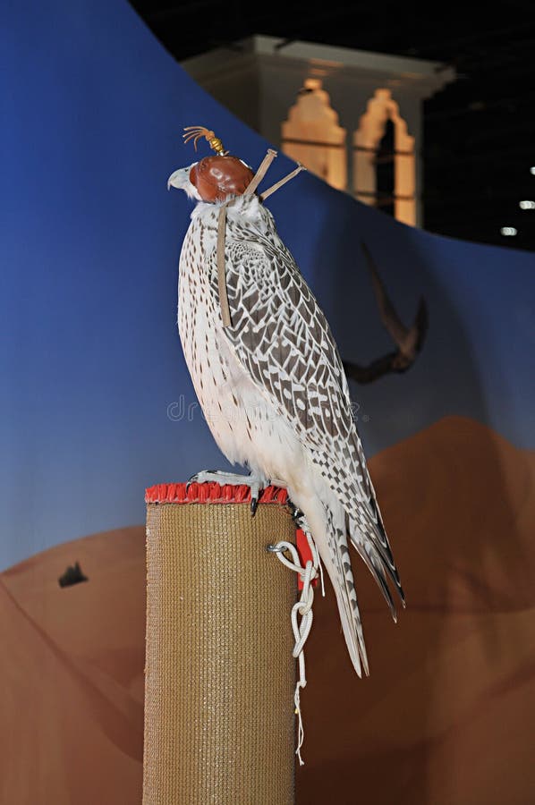Falco bianco fotografia stock. Immagine di arte, falconieri - 33409376