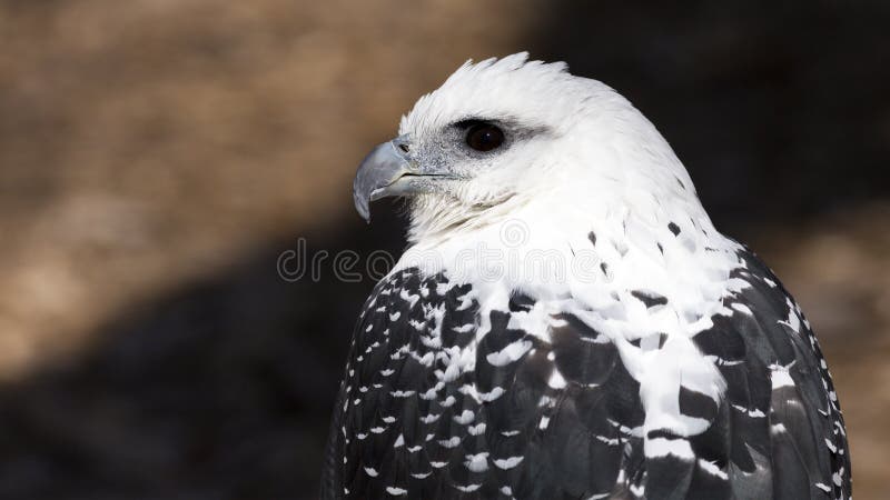 Falco bianco nel profilo immagine stock. Immagine di bianco - 39566495