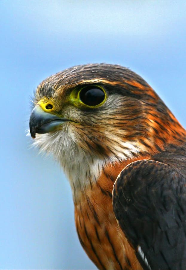 Falco columbarius stock photo. Image of falcon, carnivore - 22754686