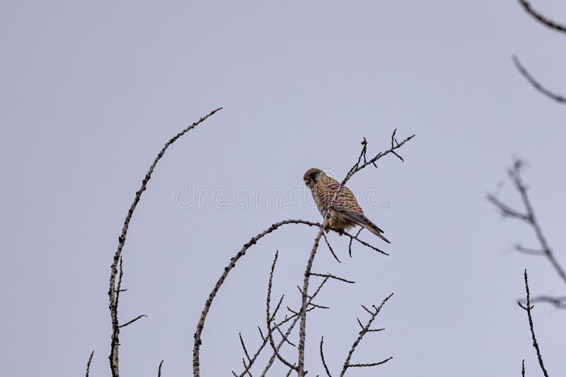 Falco Columbarius or Merlin is a Species of Falconiform Bird in the ...