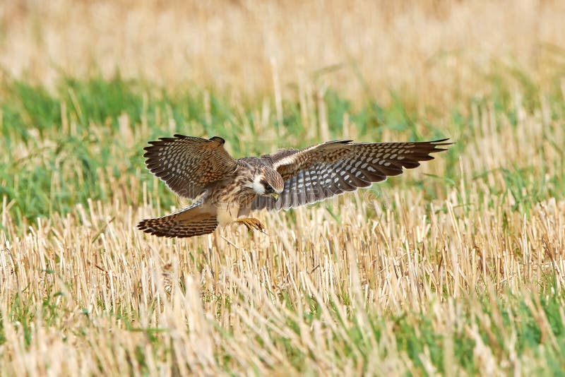 Falco Cuculo (vespertinus Di Falco) Fotografia Stock - Immagine di ...