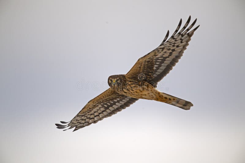 Falco Del Predatore Nordico in Volo Immagine Stock - Immagine di posa ...