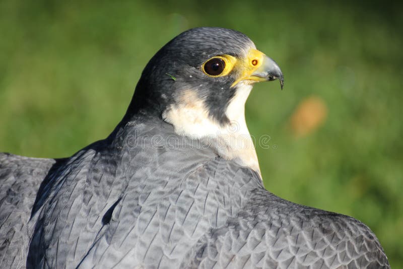 Lanario immagine stock. Immagine di mosca, grigio, razza - 27184501