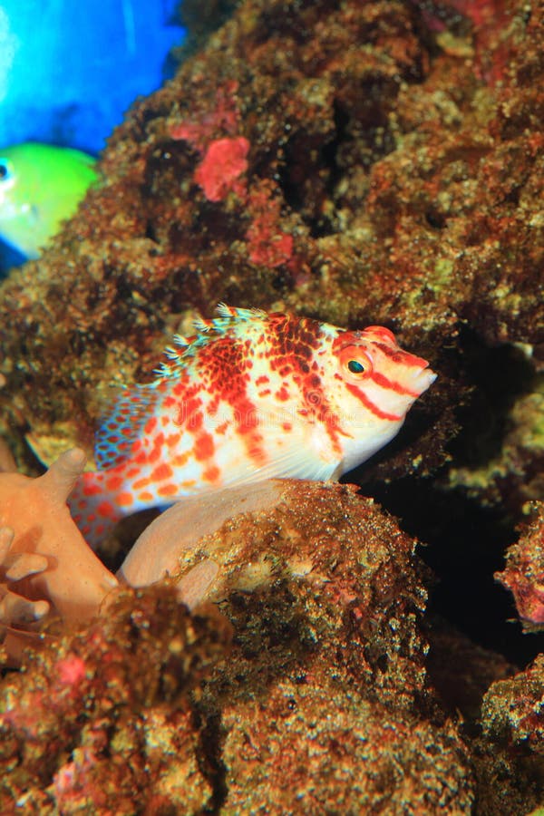 Falco Hawkfish stock photo. Image of dwarf, okinawa, hawkfish - 43139550