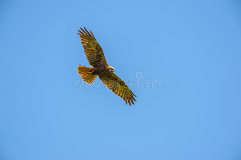 Falco Peregrinus - Falcon in the Sky, Ornithology Stock Photo - Image ...