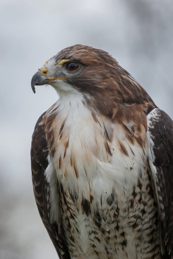 Profilo Del Primo Piano Del Rapace Munito Rosso Del Falco Fotografia ...