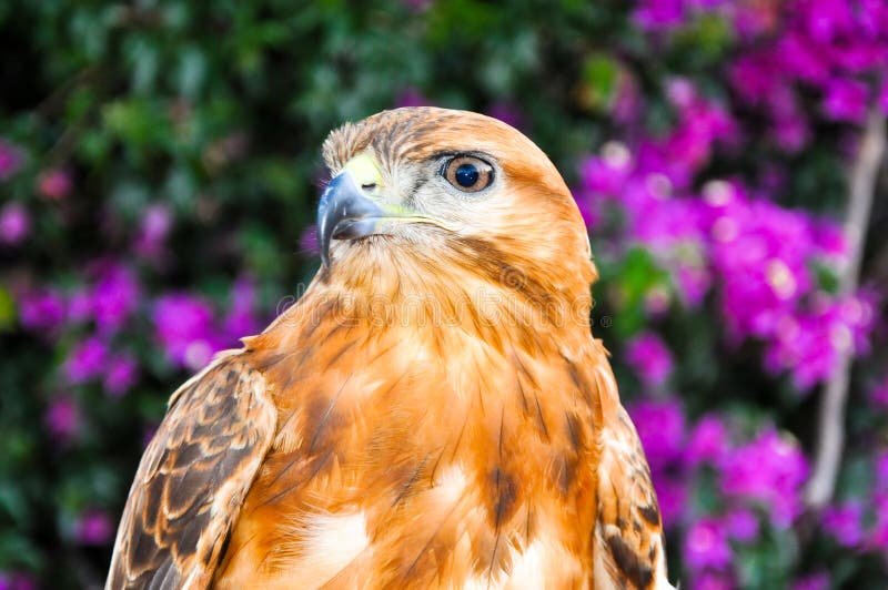 Profilo Del Primo Piano Del Rapace Munito Rosso Del Falco Fotografia ...