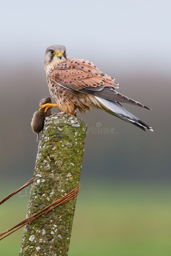 Falco tinnunculus stock photo. Image of wildlife, wing - 94294404