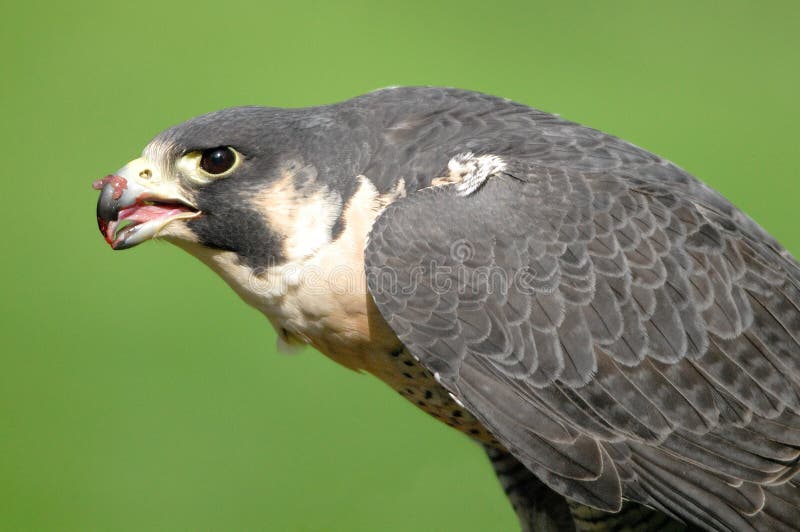 Falcon stock photo. Image of nose, profile, bird, open - 1054564