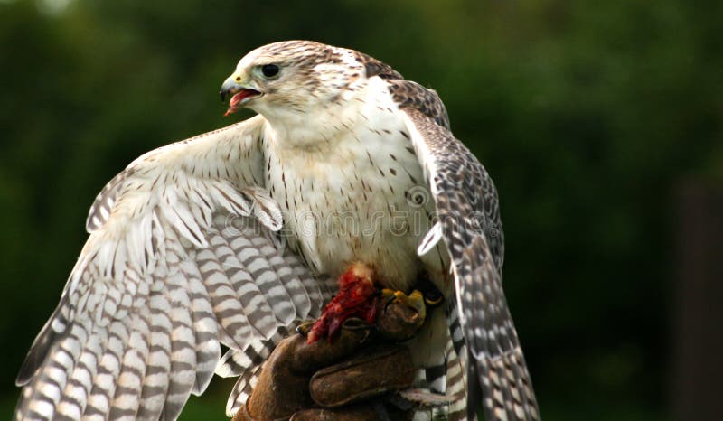 Falcon Eating Prey Stock Images - Download 442 Royalty Free Photos