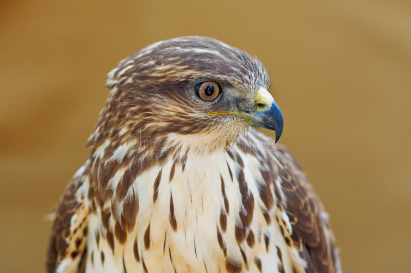 Falcon stock image. Image of profile, animal, portrait - 10879711