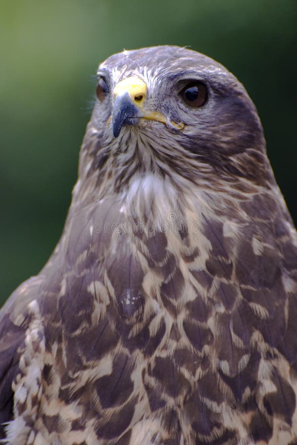 Falcon stock photo. Image of wing, angel, detail, pattern - 11561050