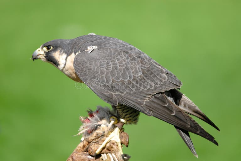 54,215 Falcon Bird Images Stock Photos - Free & Royalty-Free Stock ...