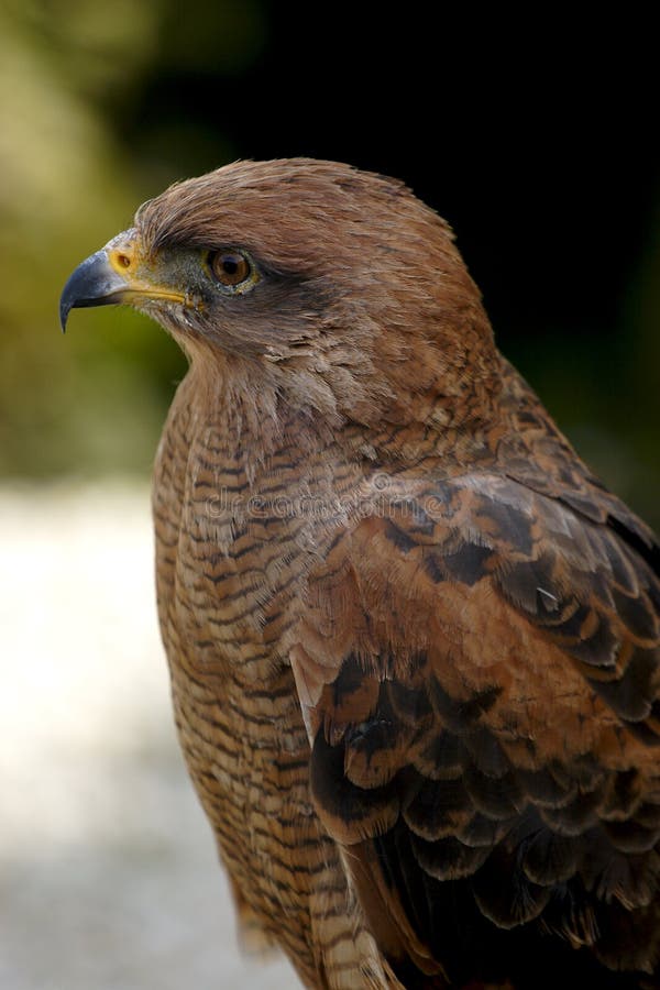 Falcon Predator Gorgeous Hunter Strong Stock Photo - Image of beauty ...