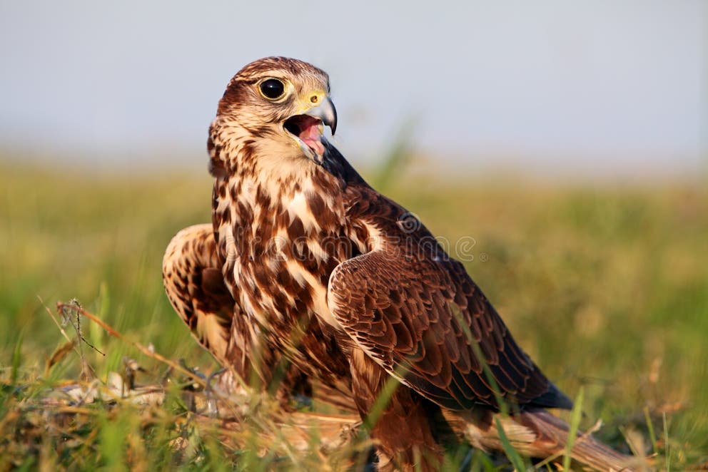 Falcon stock photo. Image of beak, fastest, feather, hawker - 14754612