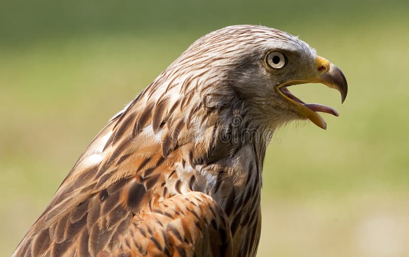 Falcon stock image. Image of adapted, green, angry, closeup - 15411937