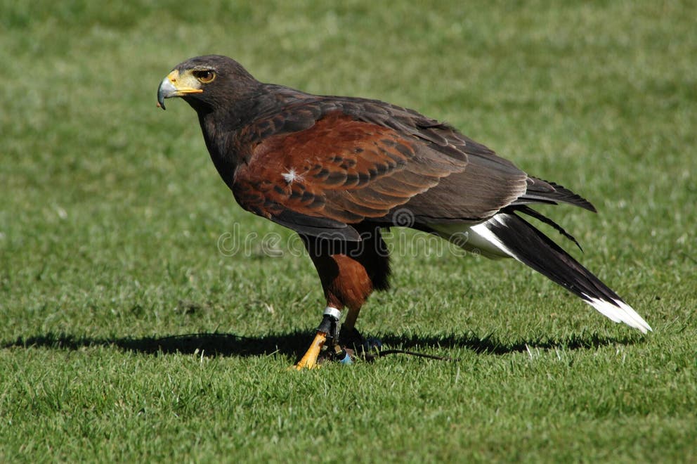 Falcon stock photo. Image of glare, eagle, power, killer - 1869038