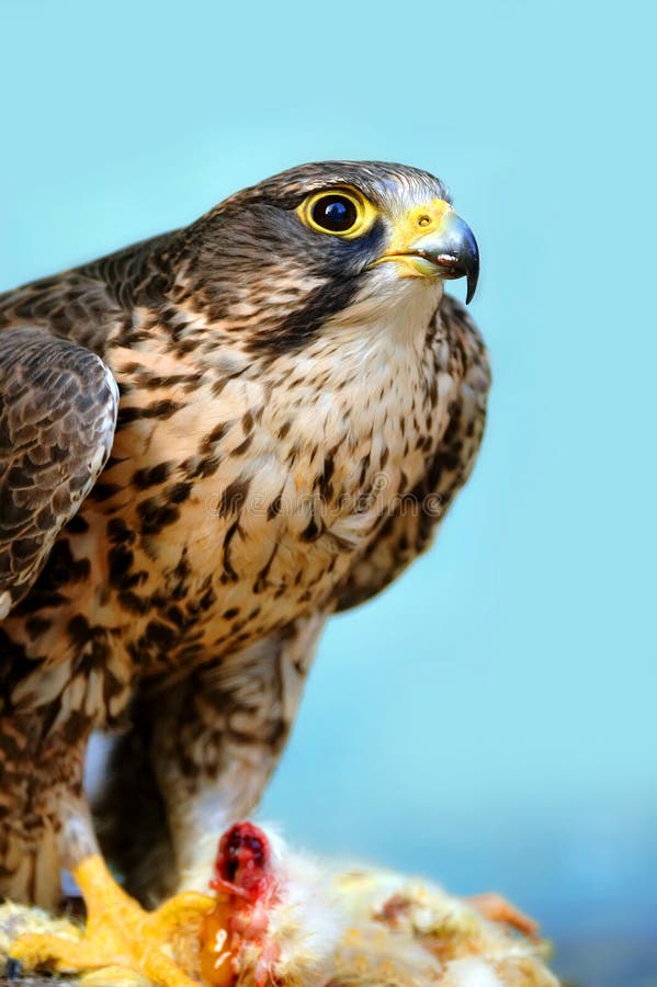 Beautiful falcon stock image. Image of feather, bird - 22685279