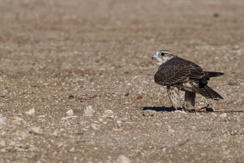 Falcon stock image. Image of desert, arabic, kuwait, animal - 20766335
