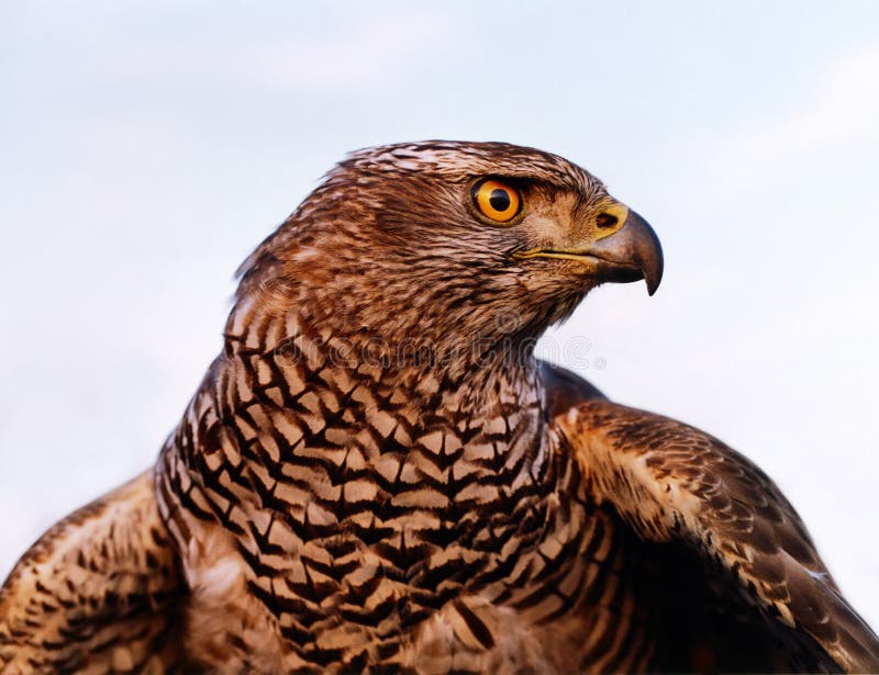 Golden Falcon Trophy stock photo. Image of horizontal - 4868856