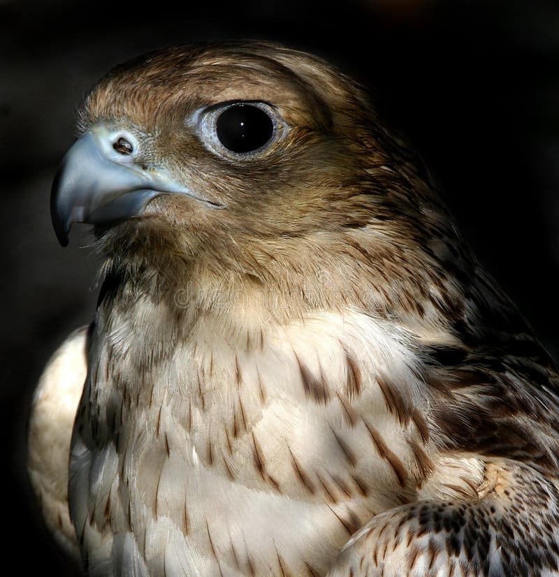 Falcon stock photo. Image of icelandic, feather, closeup - 236202
