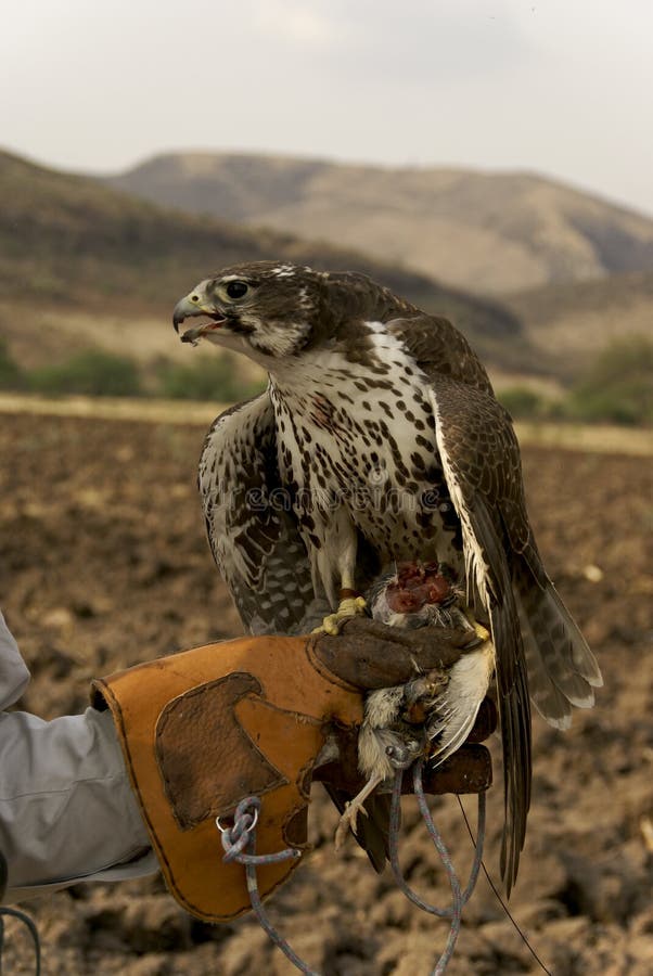 Hunting falcon stock image. Image of attack, activity - 2265427