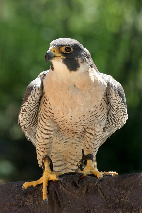 Angry Peregrine Falcon stock image. Image of raptor, falcon - 31509283