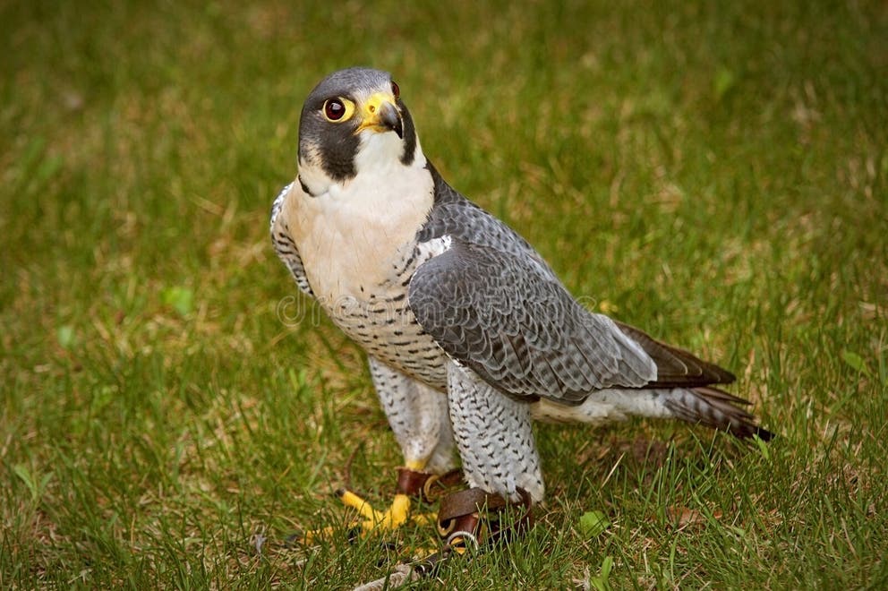 Falcon stock photo. Image of staring, animal, falcon, gazes - 2751322