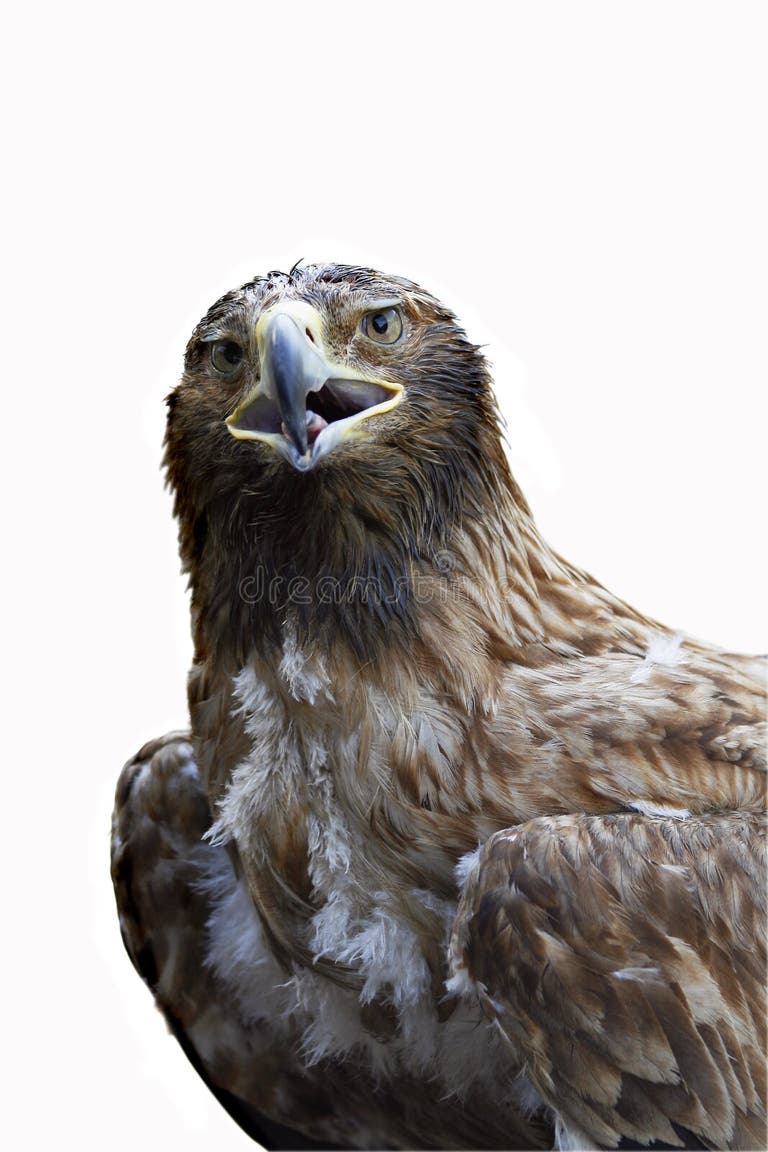136 Screaming Falcon Stock Photos - Free & Royalty-Free Stock Photos ...