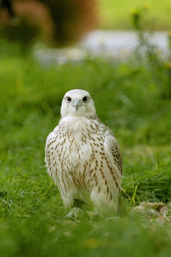 Falcon stock photo. Image of hybrid, portrait, falco, look - 3485542