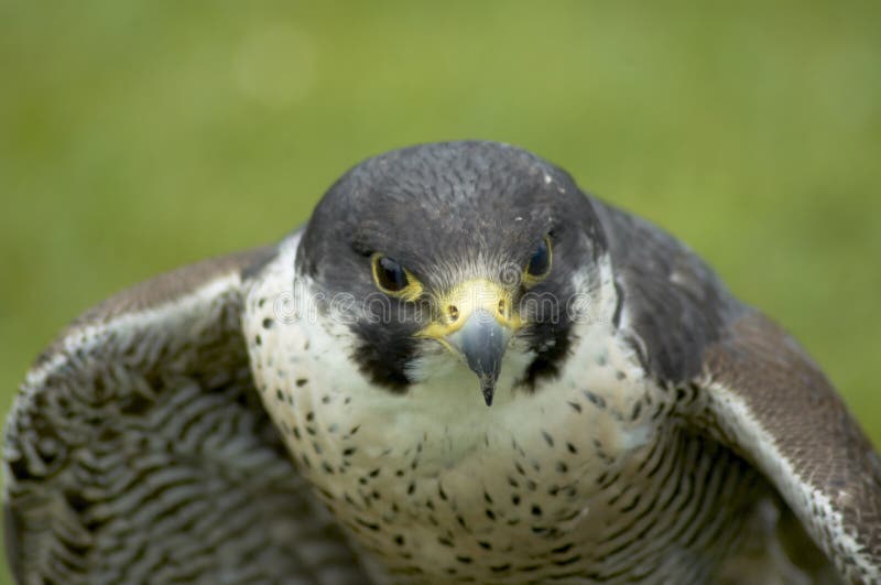 Falcon stock photo. Image of feathers, closeup, eyes, falco - 4198914
