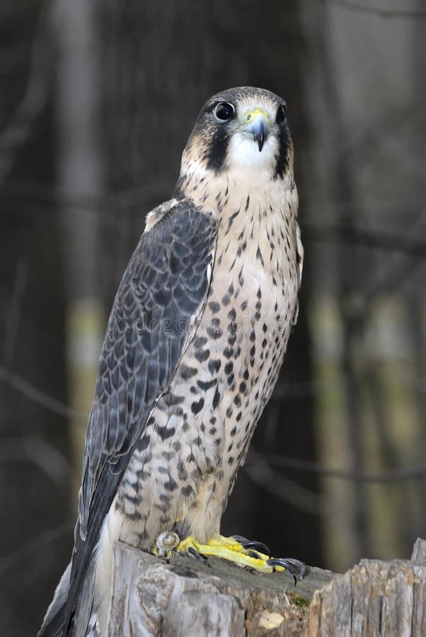 Falcon stock photo. Image of animal, falconidae, nature - 4272678