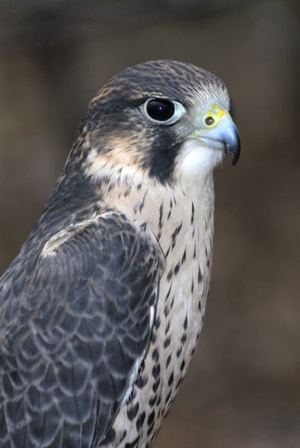 Rat stock image. Image of looking, curiosity, rodent, mouse - 3297557