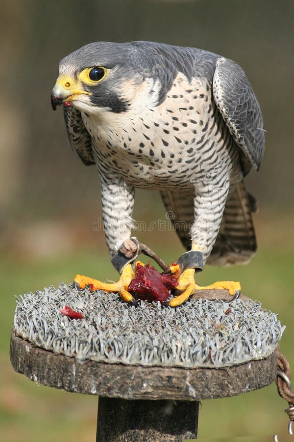 Falcon Claw Tear Stock Photos - Free & Royalty-Free Stock Photos from ...