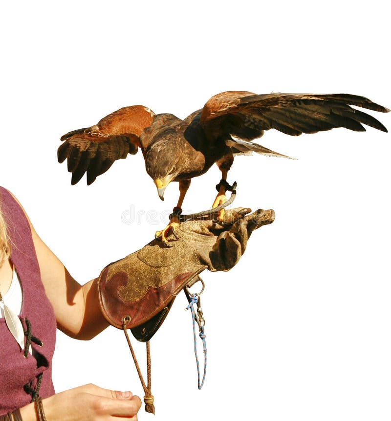 Falcon stock photo. Image of scavenger, extintion, feathers - 7703734