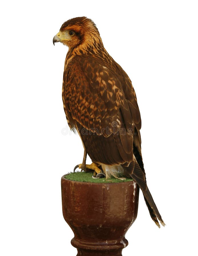 Falcon stock photo. Image of scavenger, extintion, feathers - 7703734