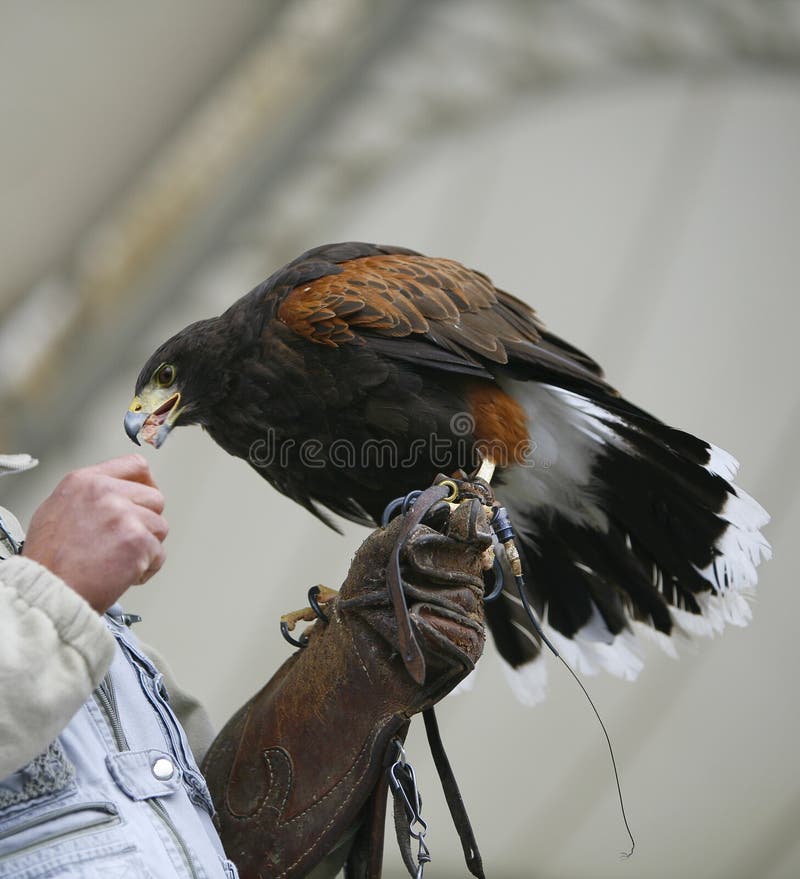 Falcon stock photo. Image of scavenger, extintion, feathers - 7703734