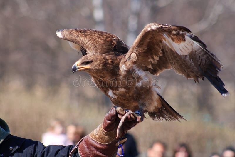 Falcon stock photo. Image of scavenger, extintion, feathers - 7703734