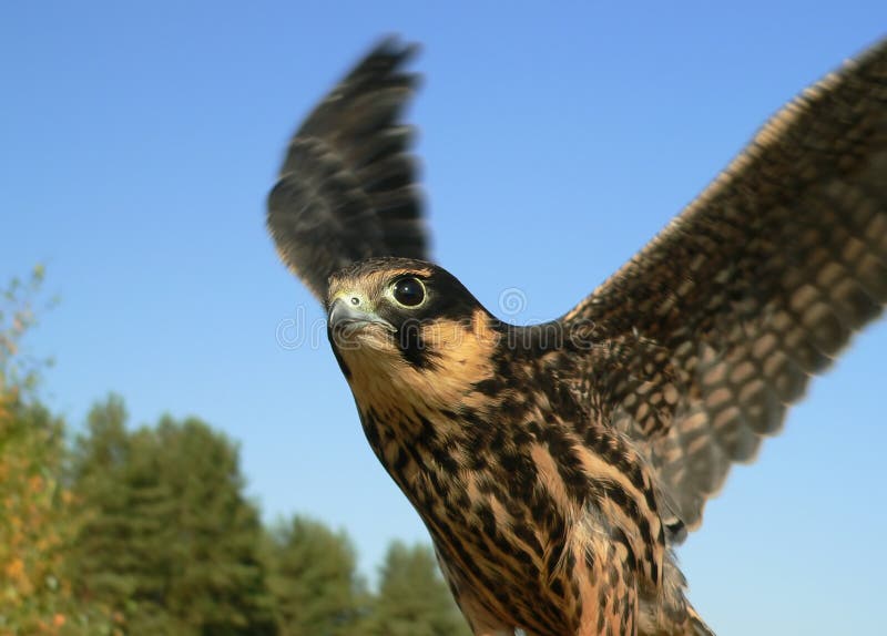 Young hobby falcon stock image. Image of nature, falcon - 12468171