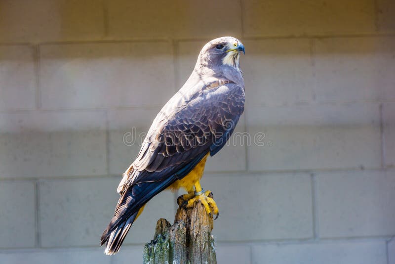 Falcon stock image. Image of african, wild, safari, lion - 71913433