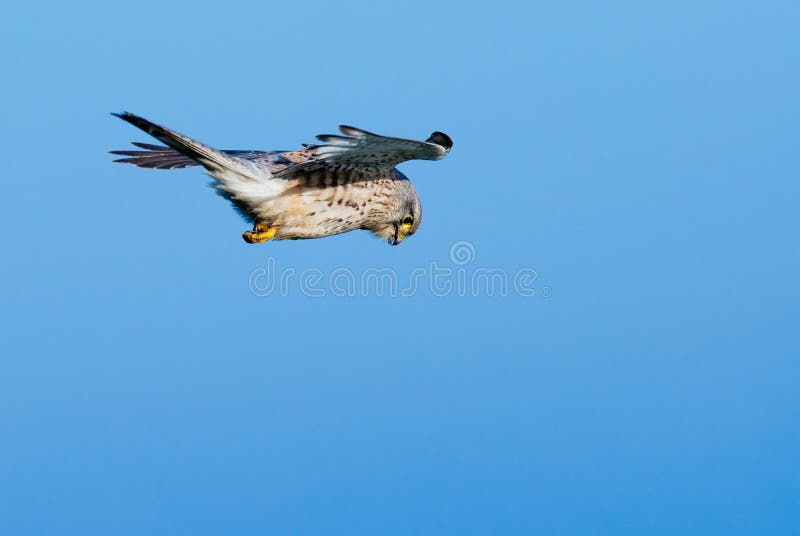 Falcon in the air stock image. Image of prey, brown, nature - 3870069