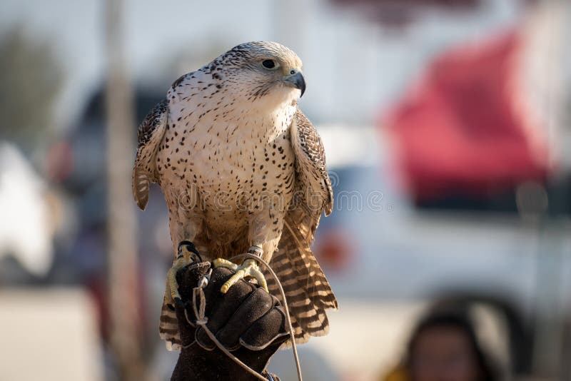 Falcon on the Arm of an Arab Man. Falconry Stock Image - Image of ...