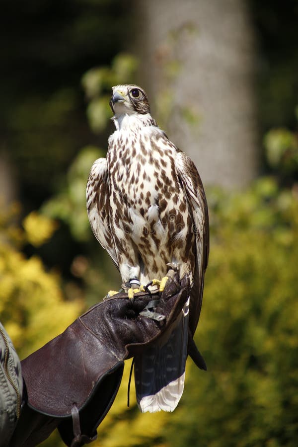 Falcon stock image. Image of beautiful, wing, bird, hunt - 72173559