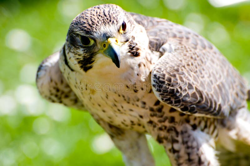 Peregrine Falcon Flaps Wings Stock Photo - Image of flap, motion: 2776992