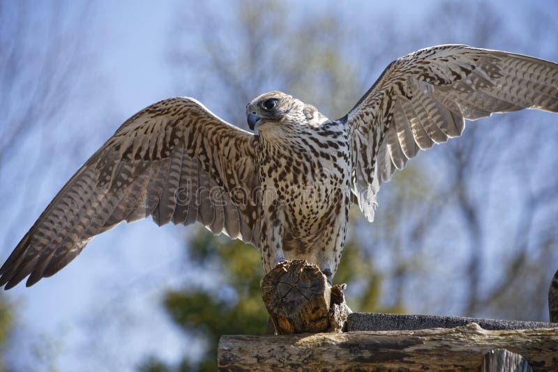 Falcon stock photo. Image of claw, eagle, falcon, animal - 72173538