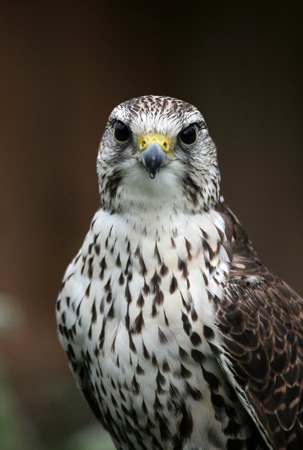 Falcon bird stock photo. Image of falconry, falco, animal - 25961510